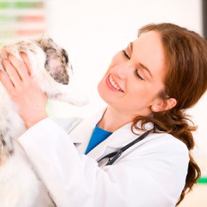Veterinarians: Career as a Veterinary Doctor, Salary and Course Details